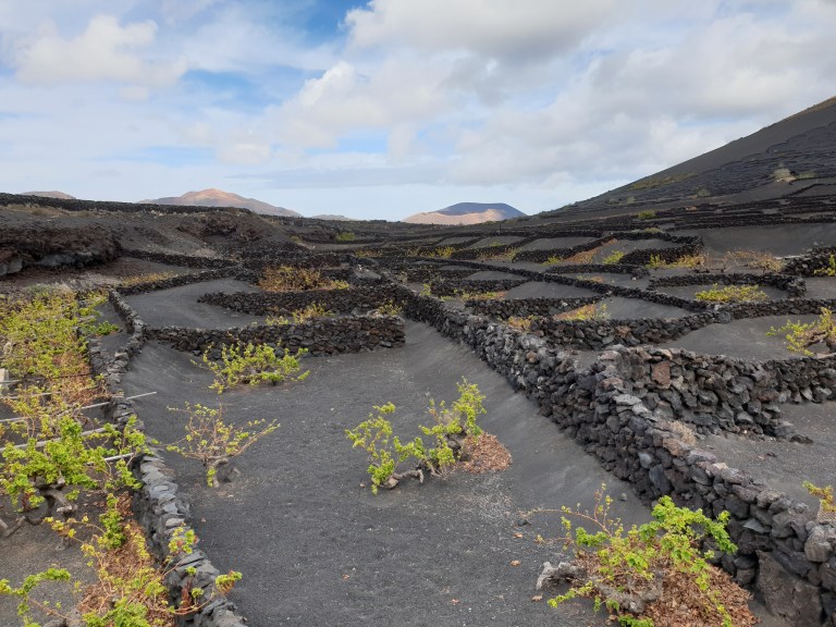 Is there really such a thing as volcanic wine? – Volcanic Wines of the ...